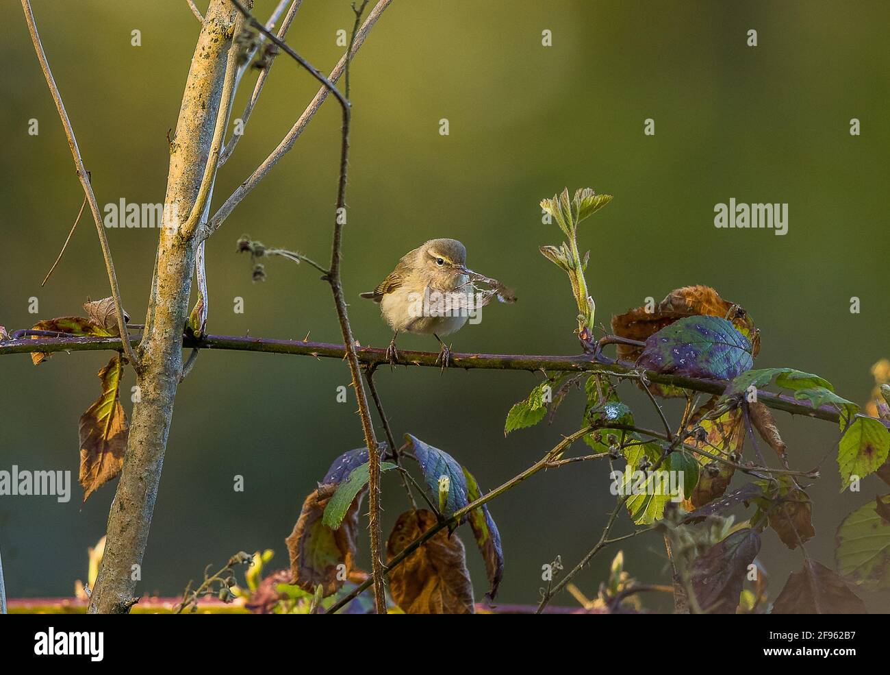 Phylloscopus collybita nest building hi-res stock photography and ...
