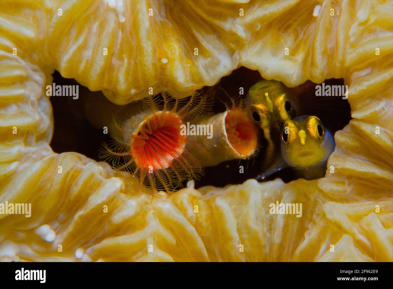 Tube nosed goby hi-res stock photography and images - Alamy