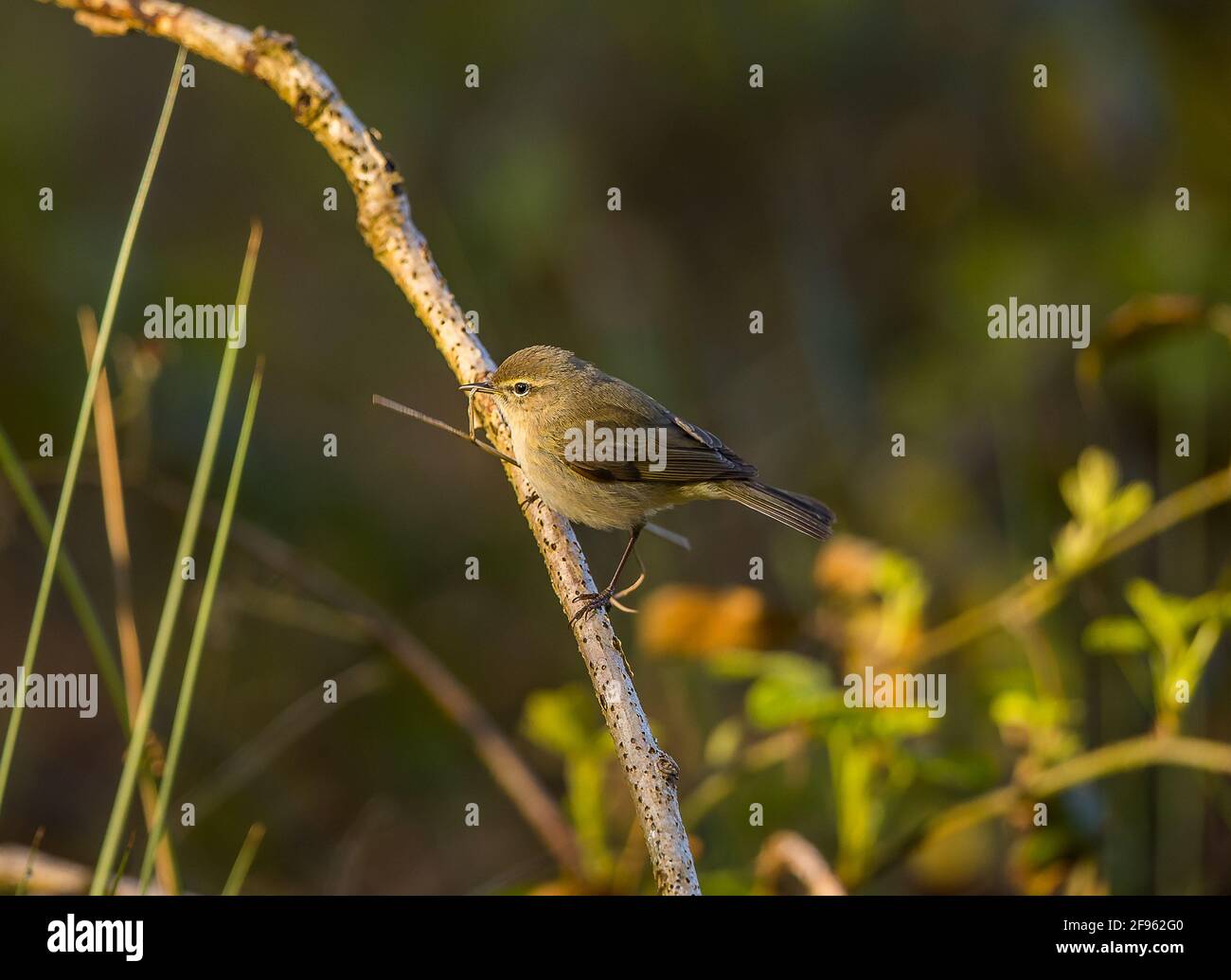 Phylloscopus collybita nest building hi-res stock photography and ...