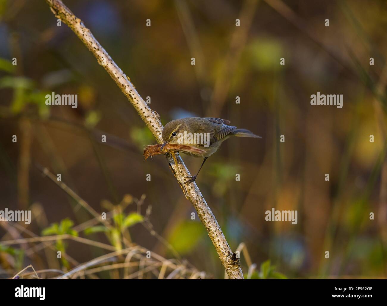 Chiffchaff nest phylloscopus collybita hi-res stock photography and ...