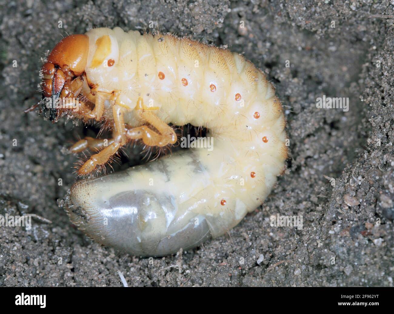 The larva of the May beetle Common Cockchafer or May Bug (Melolontha ...
