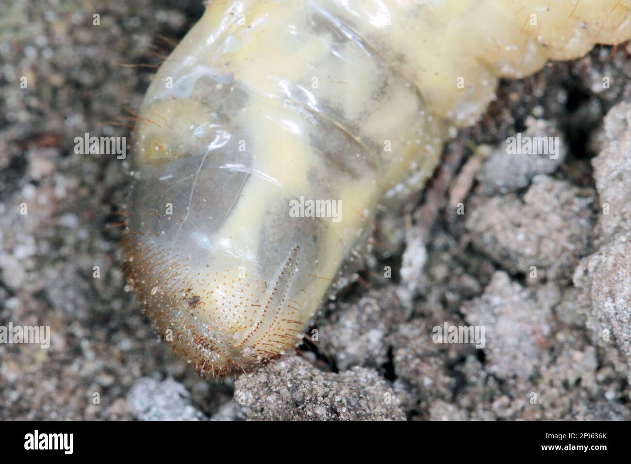 The larva of the May beetle Common Cockchafer or May Bug (Melolontha ...