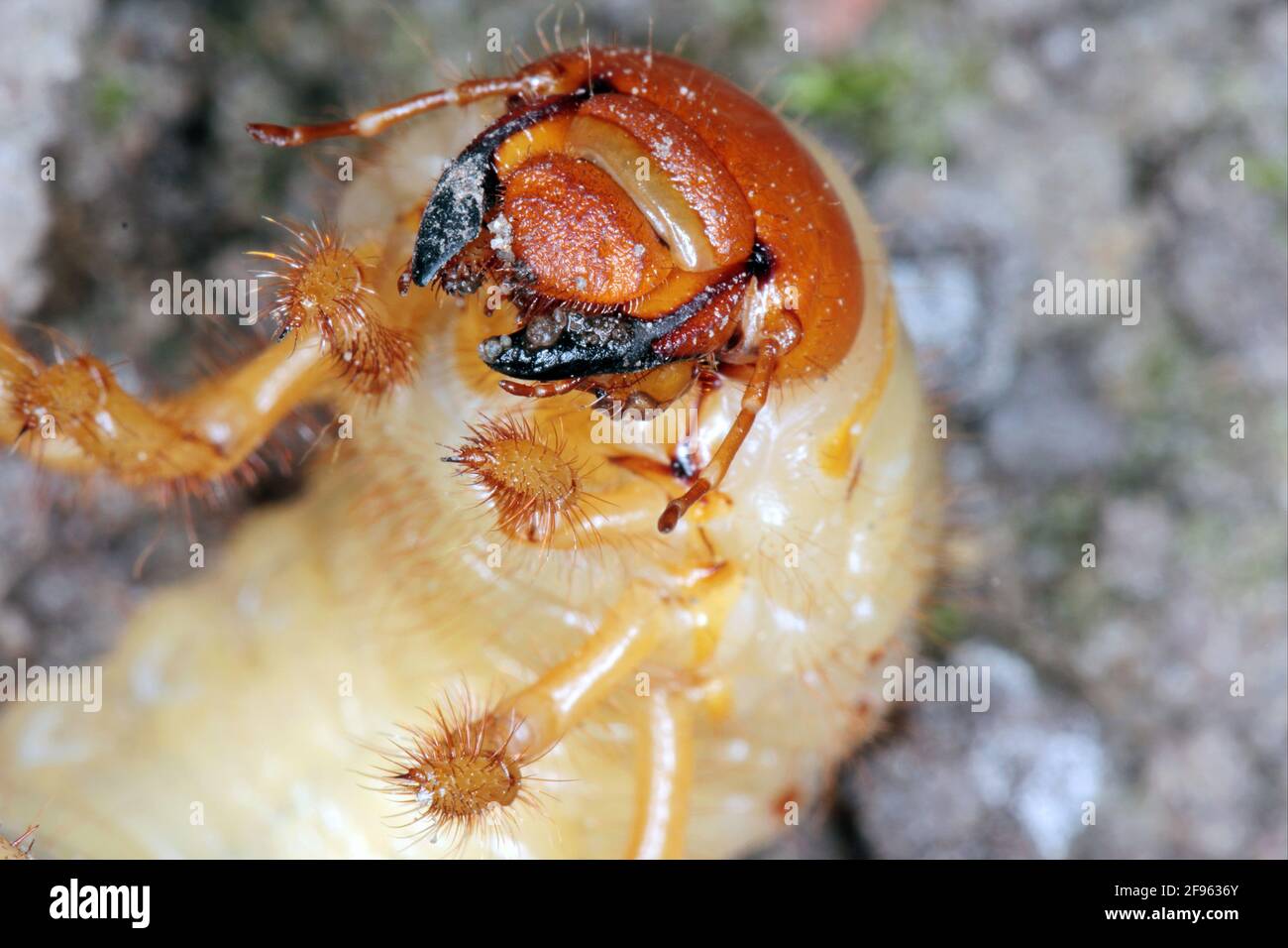 The larva of the May beetle Common Cockchafer or May Bug (Melolontha ...