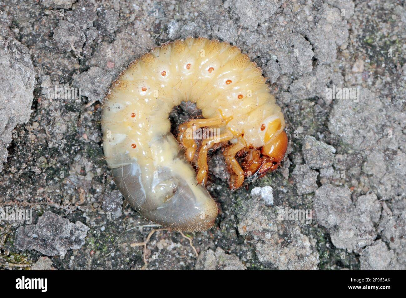 Chafer beetle larvae hi-res stock photography and images - Alamy