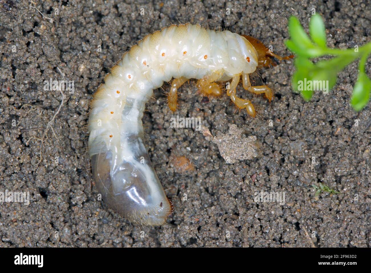 The larva of the May beetle Common Cockchafer or May Bug (Melolontha ...