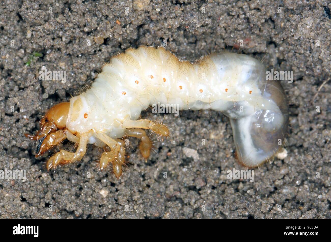 The larva of the May beetle Common Cockchafer or May Bug (Melolontha ...