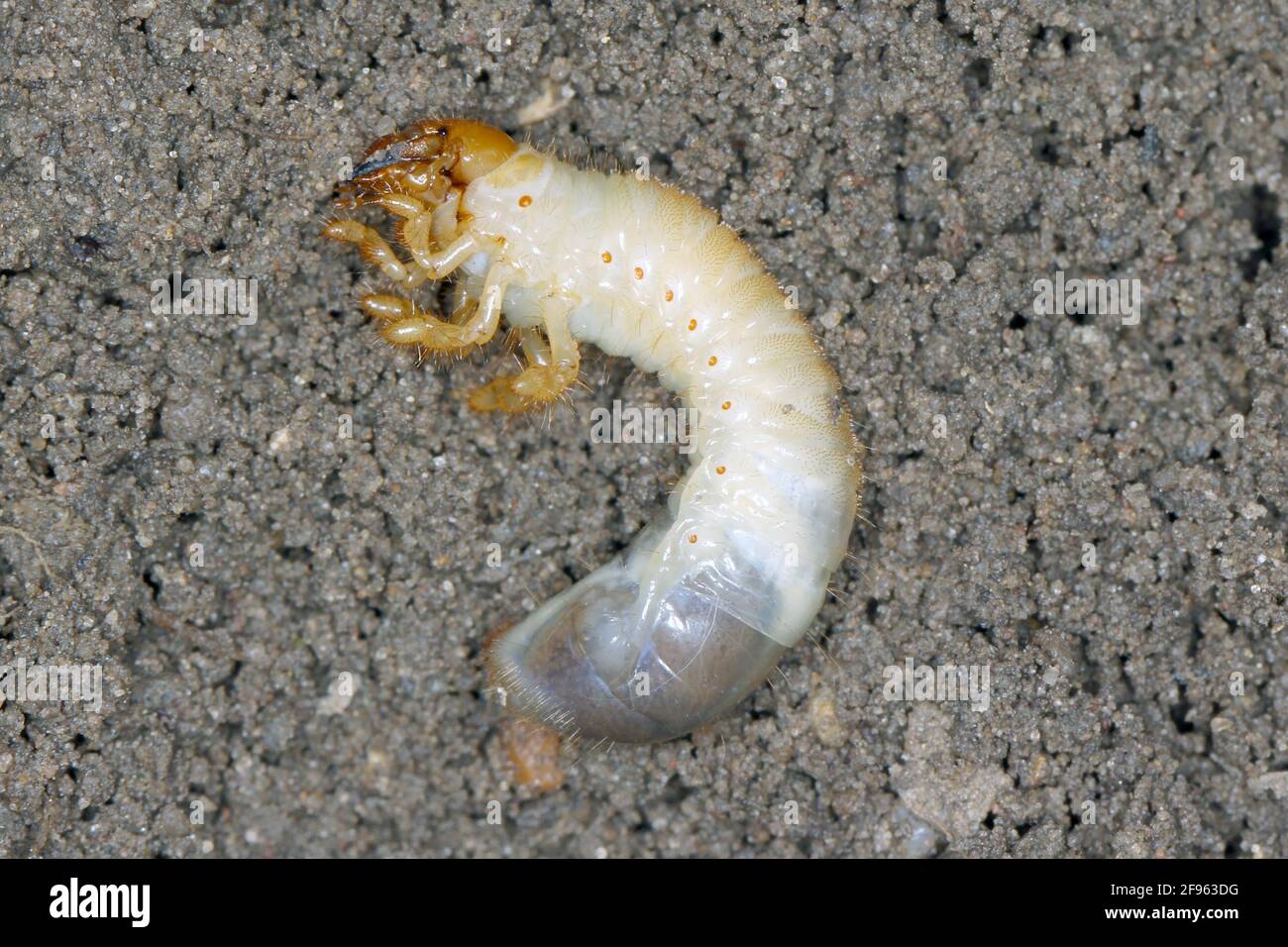 The larva of the May beetle Common Cockchafer or May Bug (Melolontha ...
