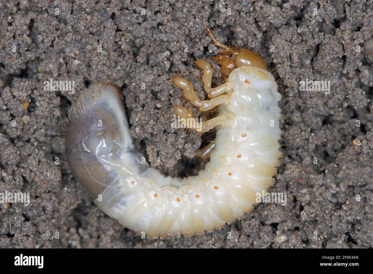 The larva of the May beetle Common Cockchafer or May Bug (Melolontha ...