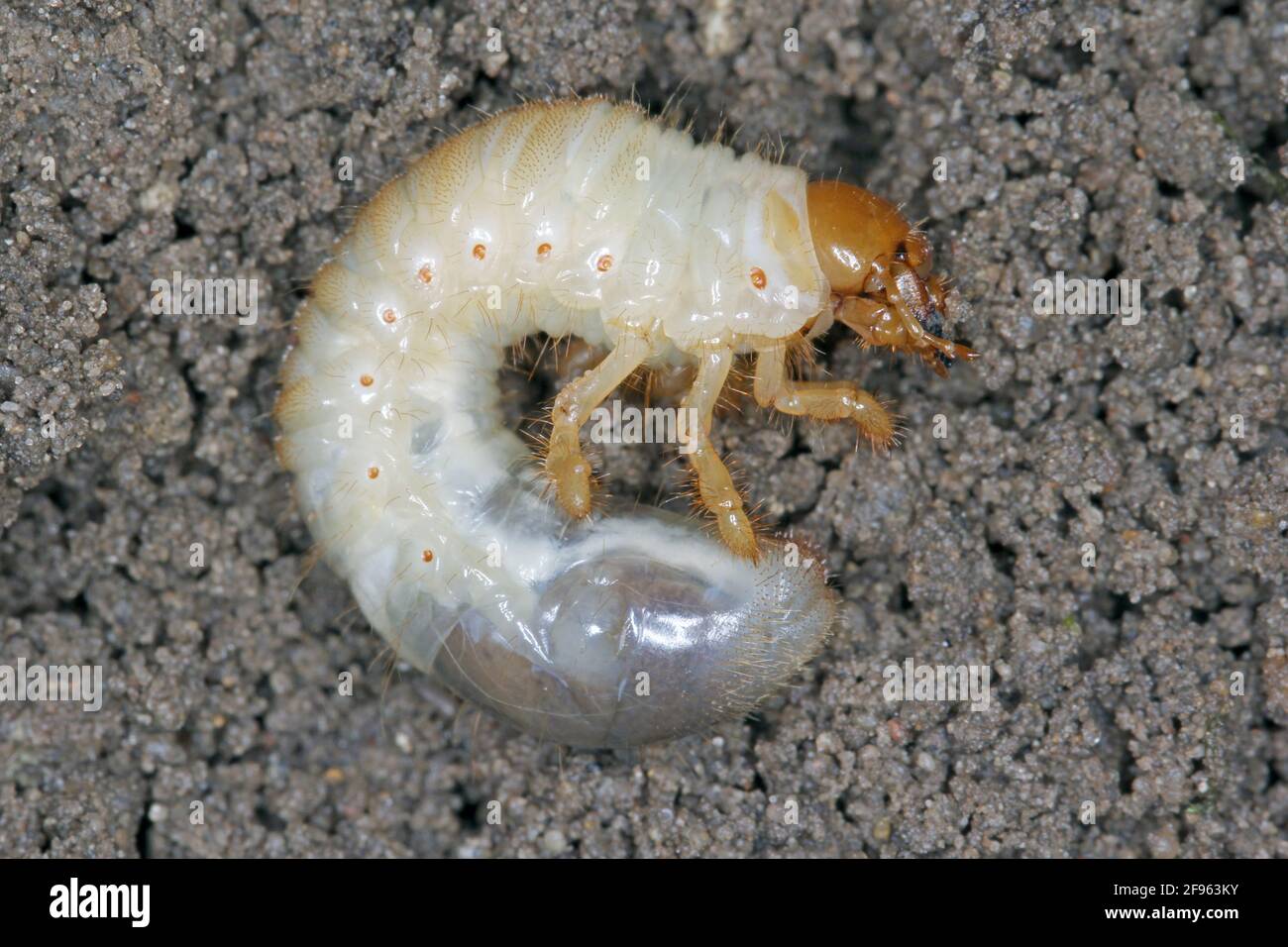 The larva of the May beetle Common Cockchafer or May Bug (Melolontha ...