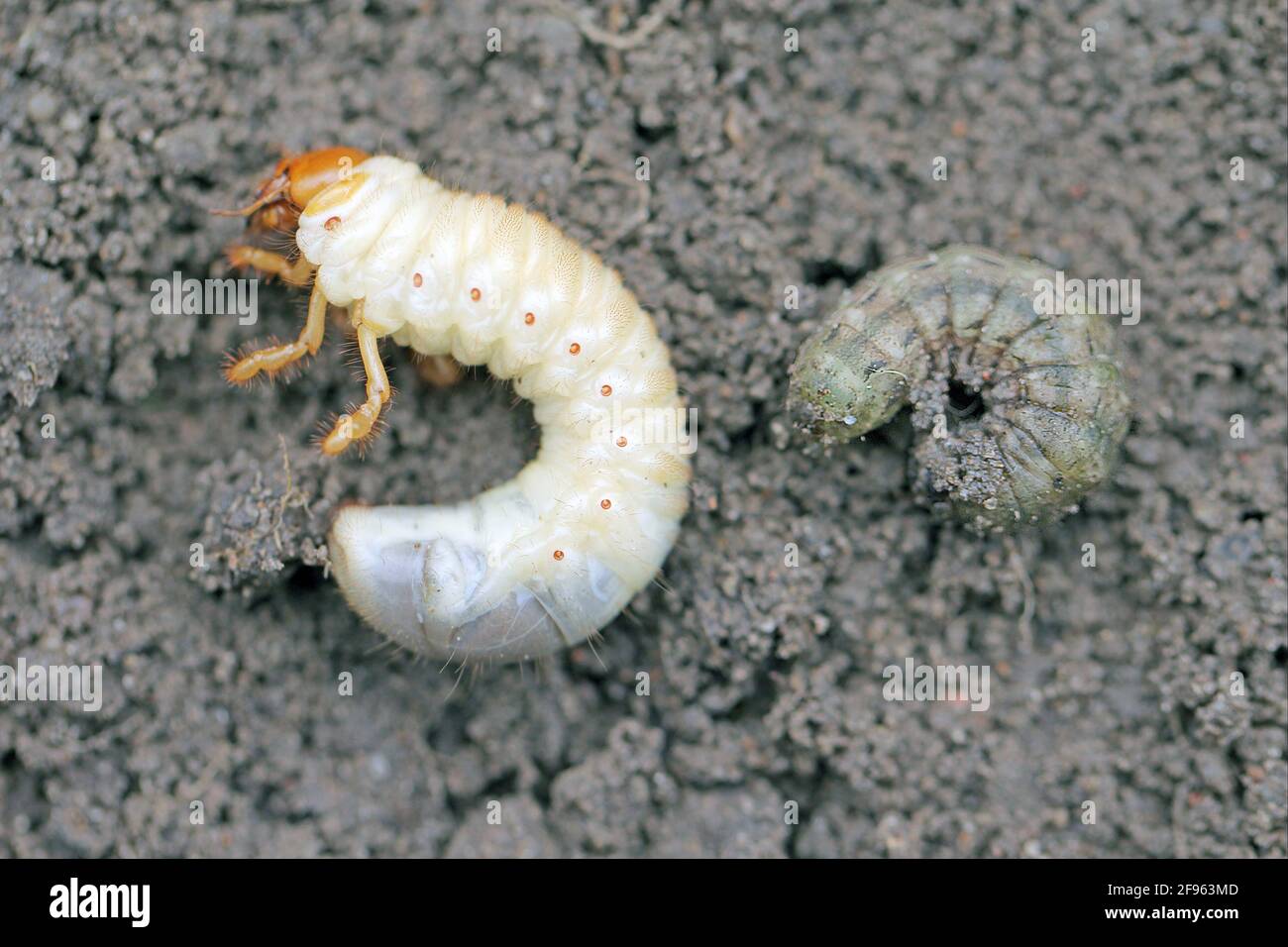 Chafer beetle larvae hi-res stock photography and images - Alamy