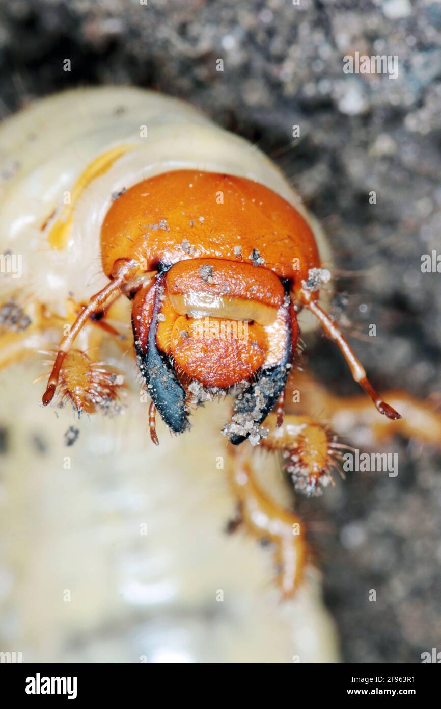 The larva of the May beetle Common Cockchafer or May Bug (Melolontha ...