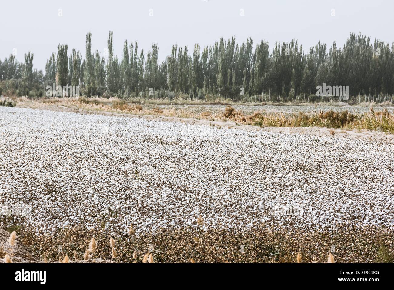 The cotton field in Xinjiang Stock Photo - Alamy