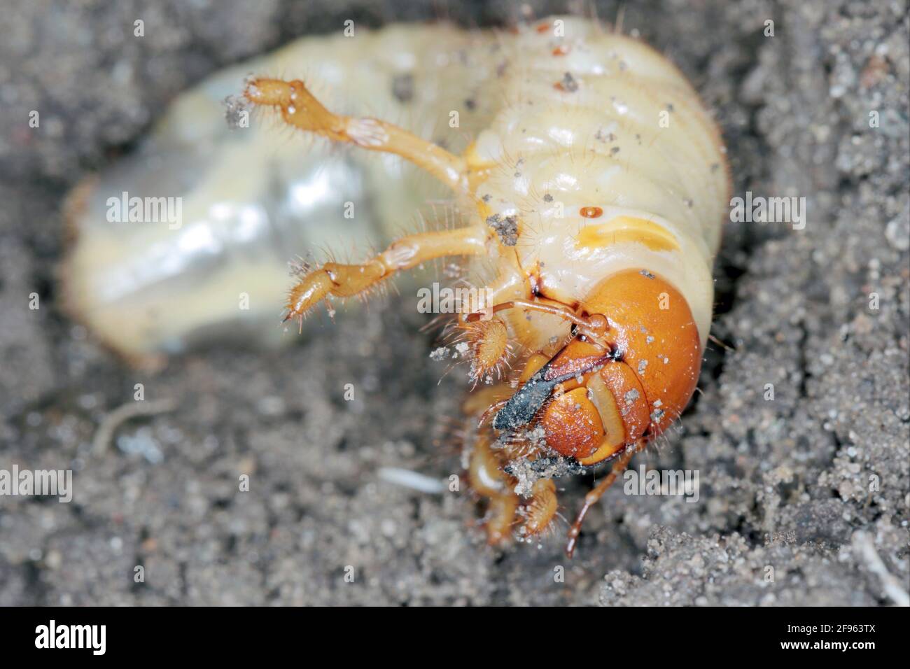 The larva of the May beetle Common Cockchafer or May Bug (Melolontha ...