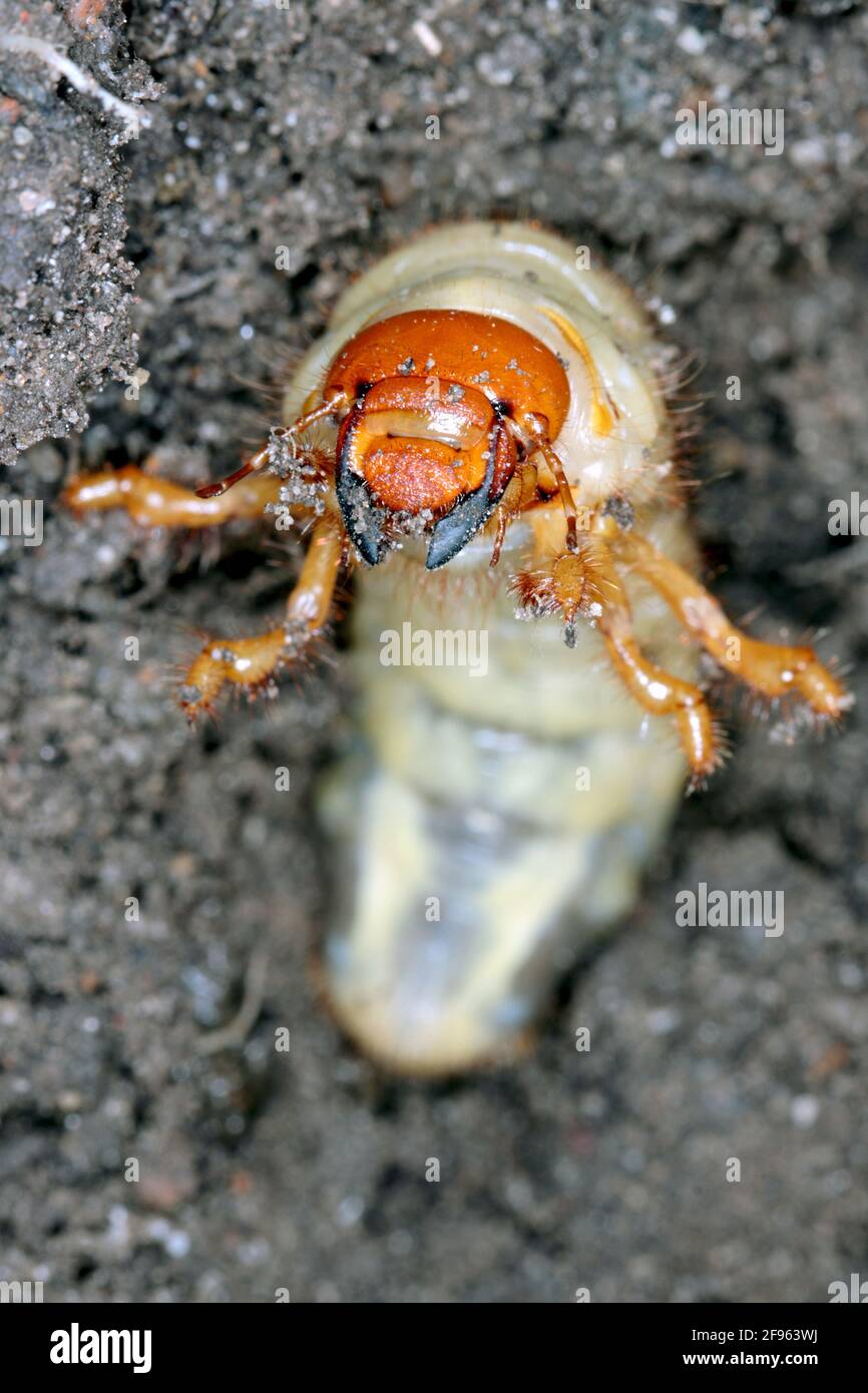 The larva of the May beetle Common Cockchafer or May Bug (Melolontha ...