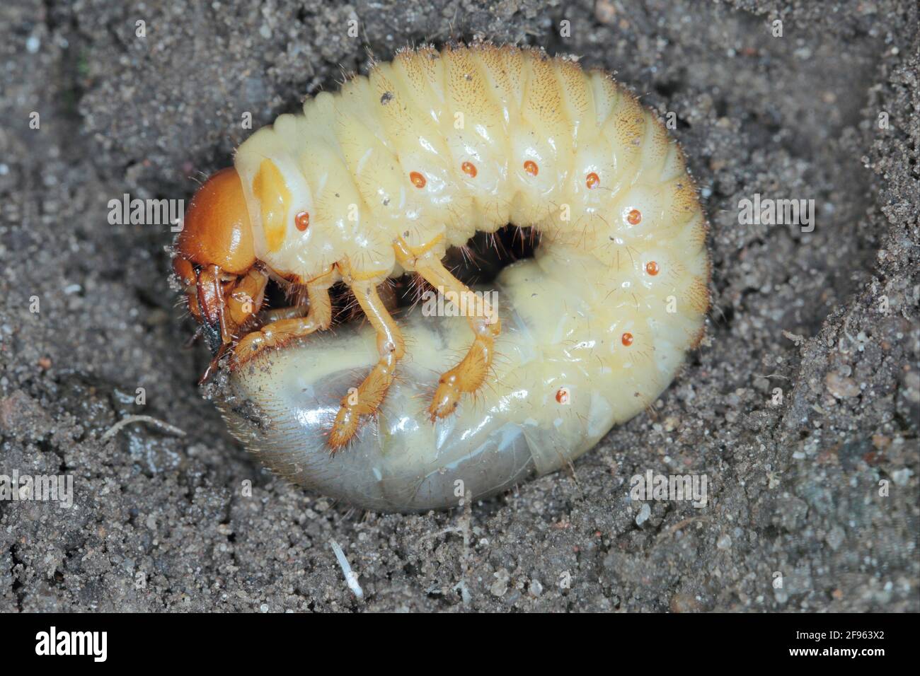 The larva of the May beetle Common Cockchafer or May Bug (Melolontha ...