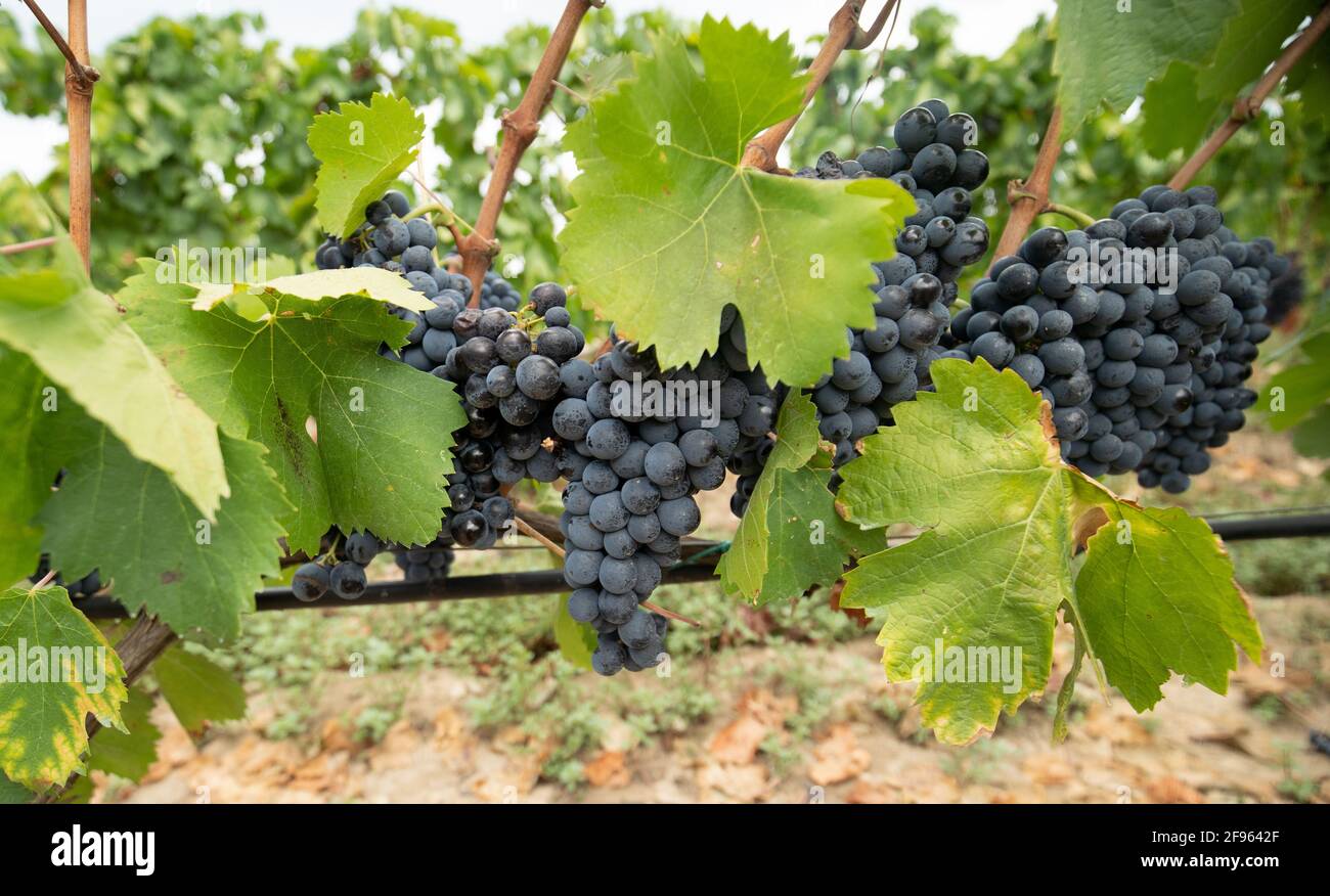 Carignano branch hi-res stock photography and images - Alamy
