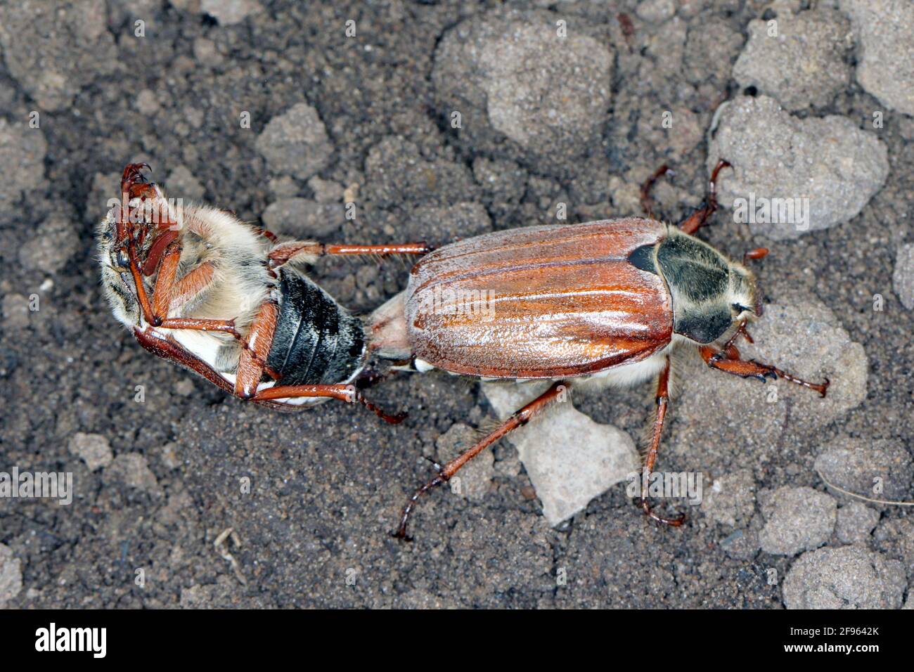 Copulating May beetle Common Cockchafer or May Bug (Melolontha ...