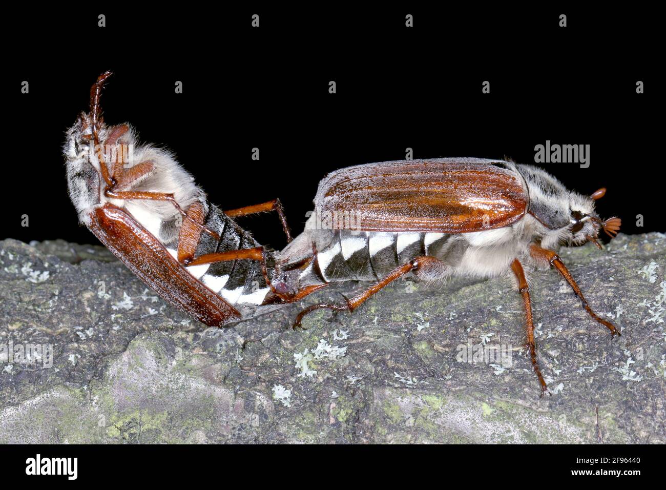 Copulating May beetle Common Cockchafer or May Bug (Melolontha ...