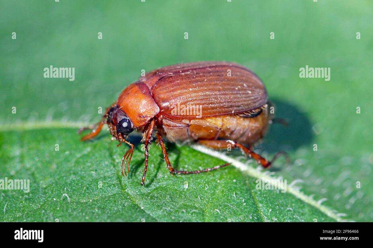 Chafer beetle larvae hi-res stock photography and images - Alamy