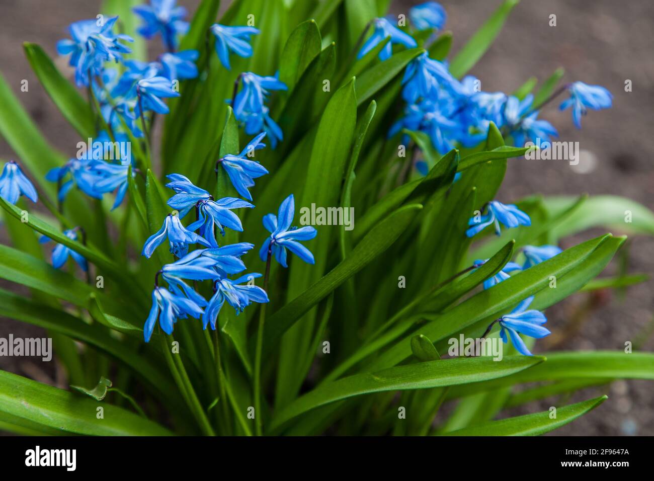 Bright blue first spring flowers against a thawed land Stock Photo - Alamy