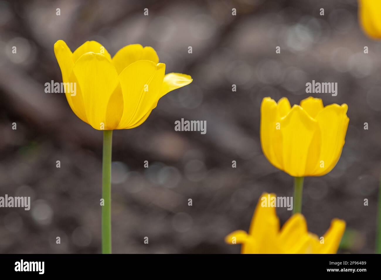 Yellow large tulips grow in the garden in the rays of the bright sun ...