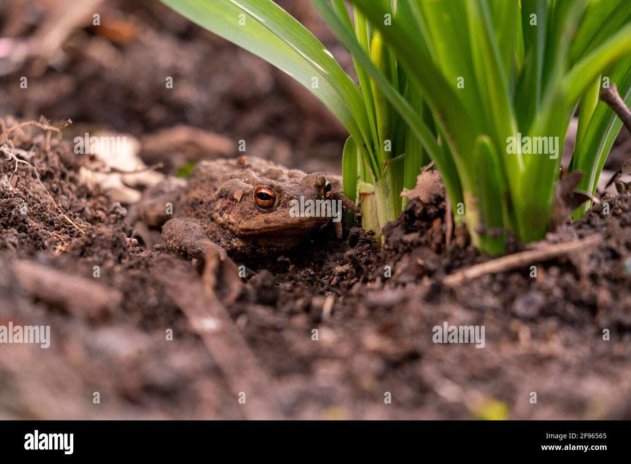 Close up look frog hi-res stock photography and images - Alamy
