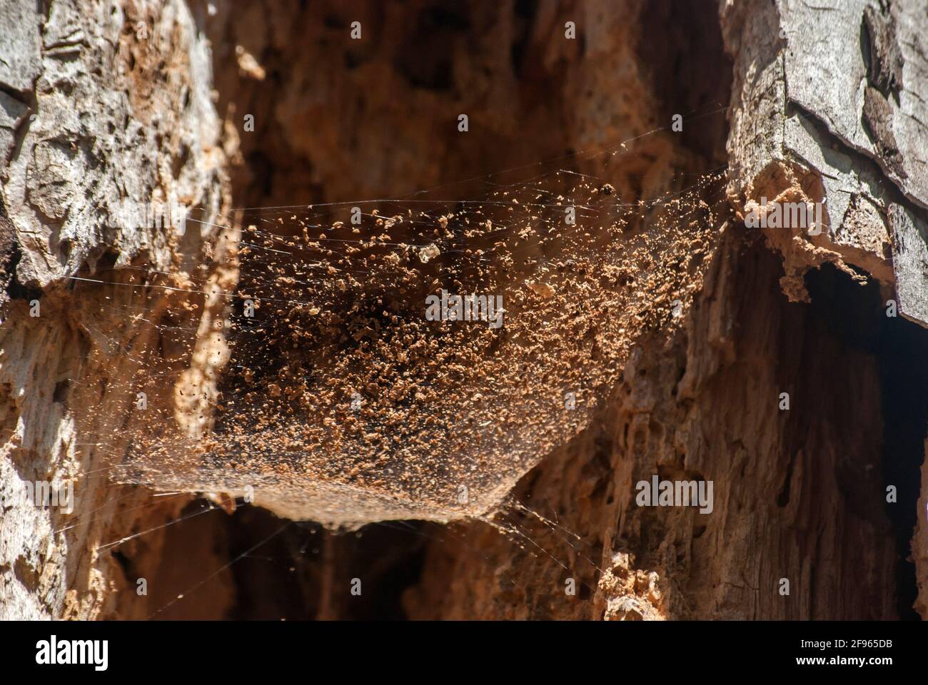 Spider worm hi-res stock photography and images - Alamy