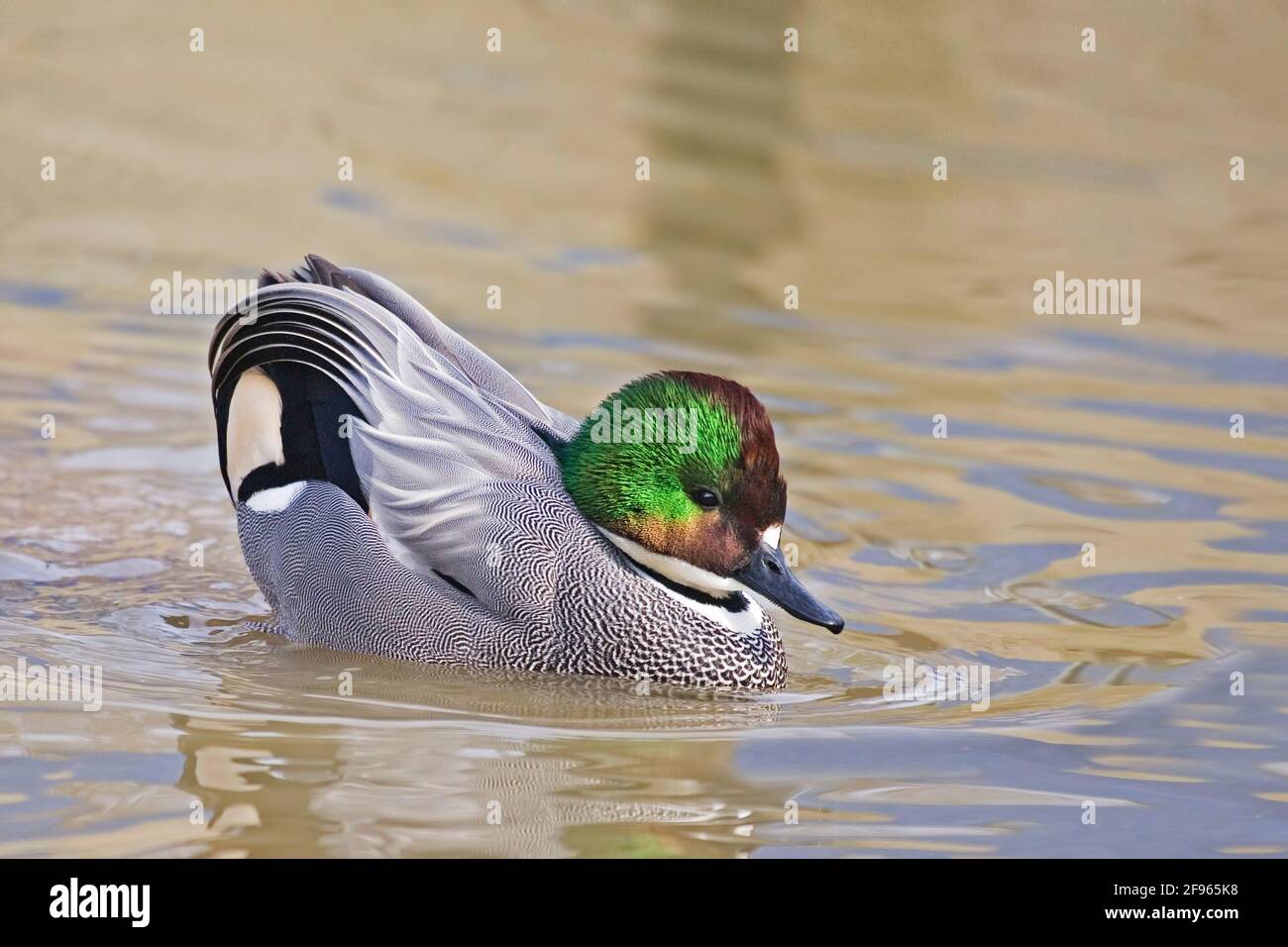 Falcated ducks female High Resolution Stock Photography and Images - Alamy