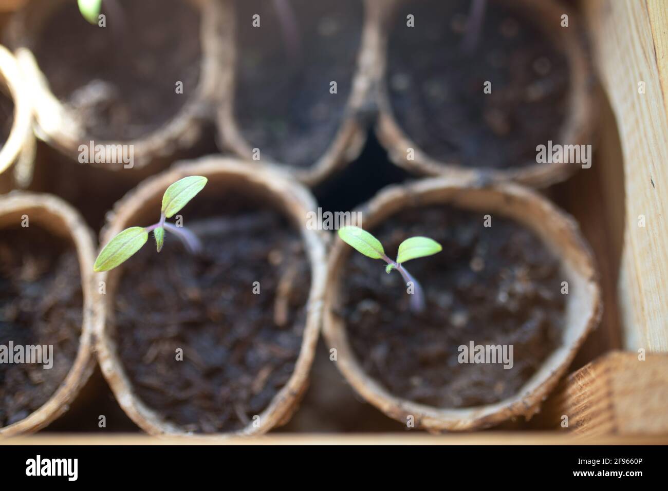 Small tomato plant on the windowsill Stock Photo - Alamy