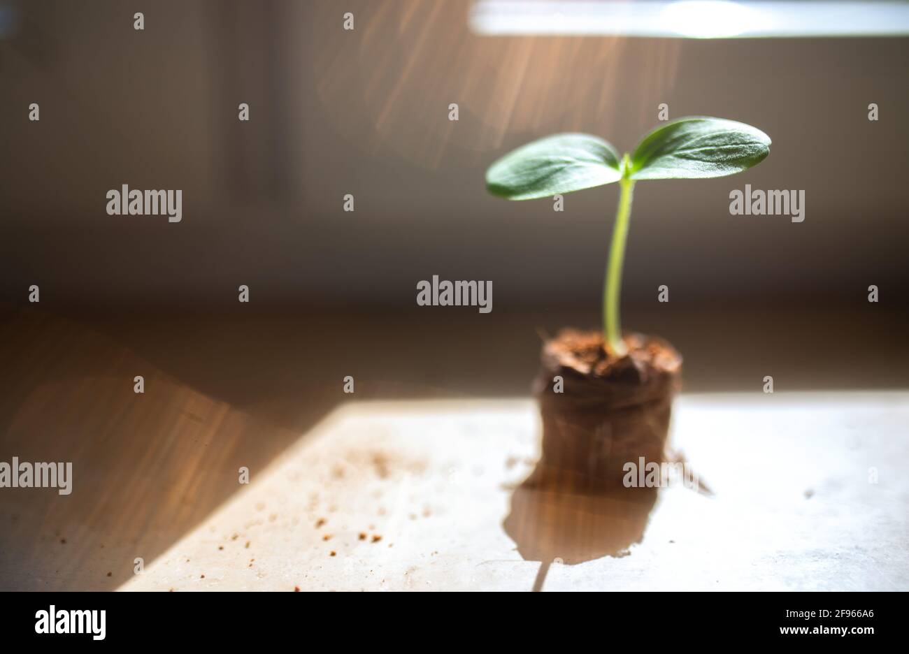 Young fresh seedling growing in pot Stock Photo - Alamy