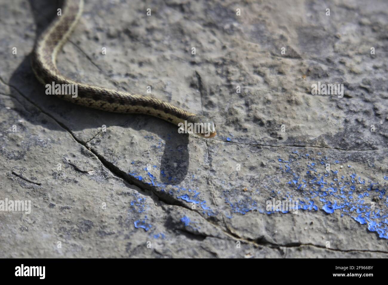 Small young snake crawling on the ground on a sunny day Stock Photo - Alamy