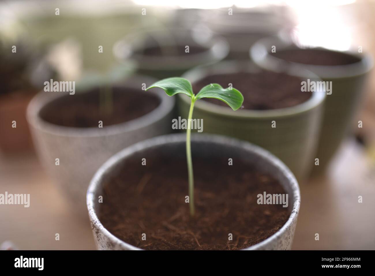 Young fresh seedling growing in pot Stock Photo - Alamy