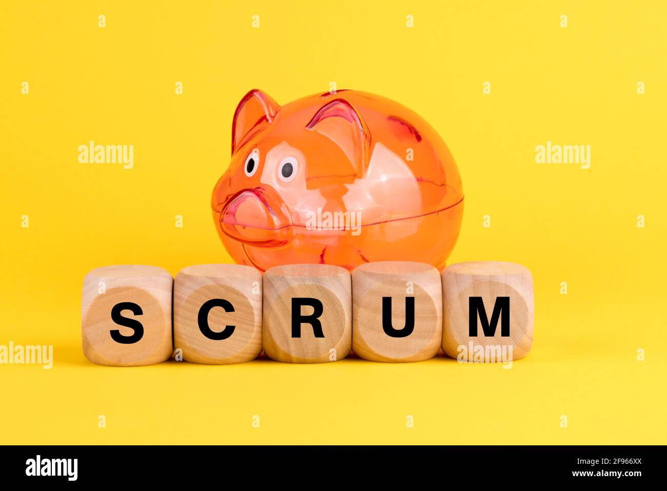Plastic pig and word SCRUM formed with wooden blocks i the yellow ...