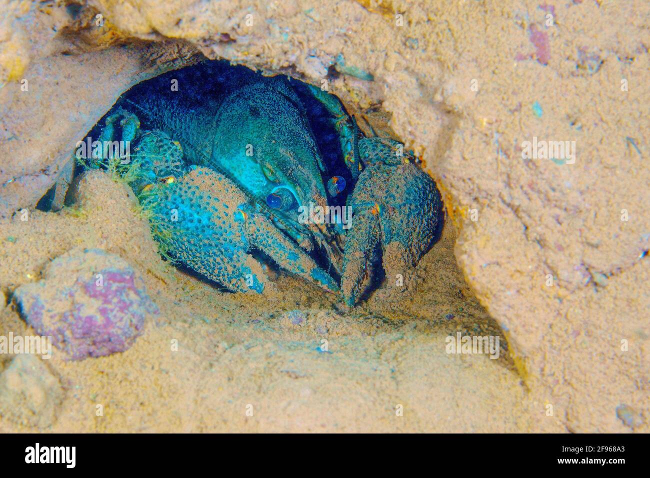 European crayfish or European crayfish, Astacus astacus, rare blue ...