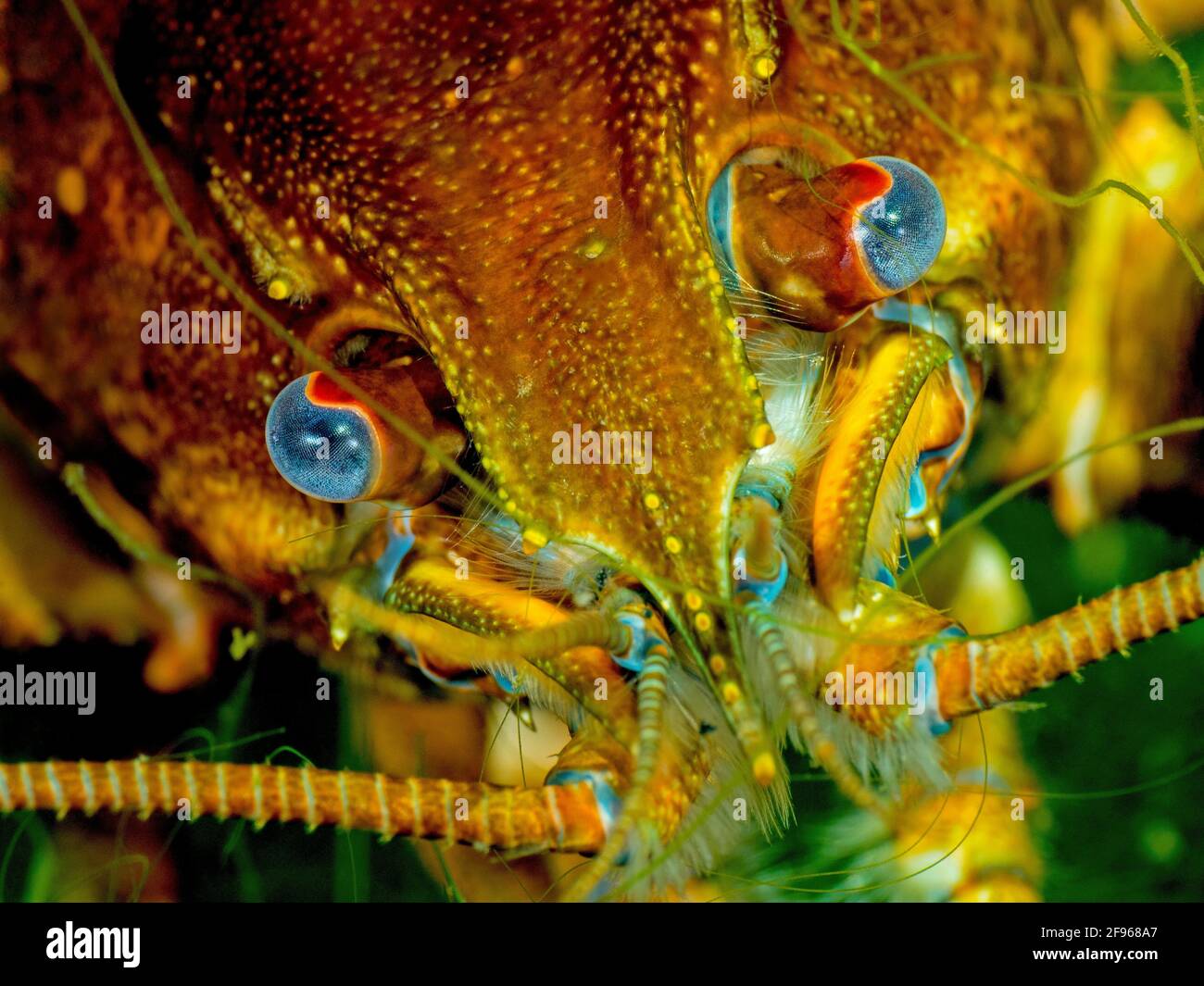 Crayfish or European crayfish, Astacus astacus Stock Photo - Alamy