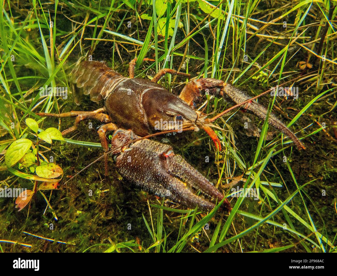Underwater Lake Crayfish High Resolution Stock Photography and Images ...