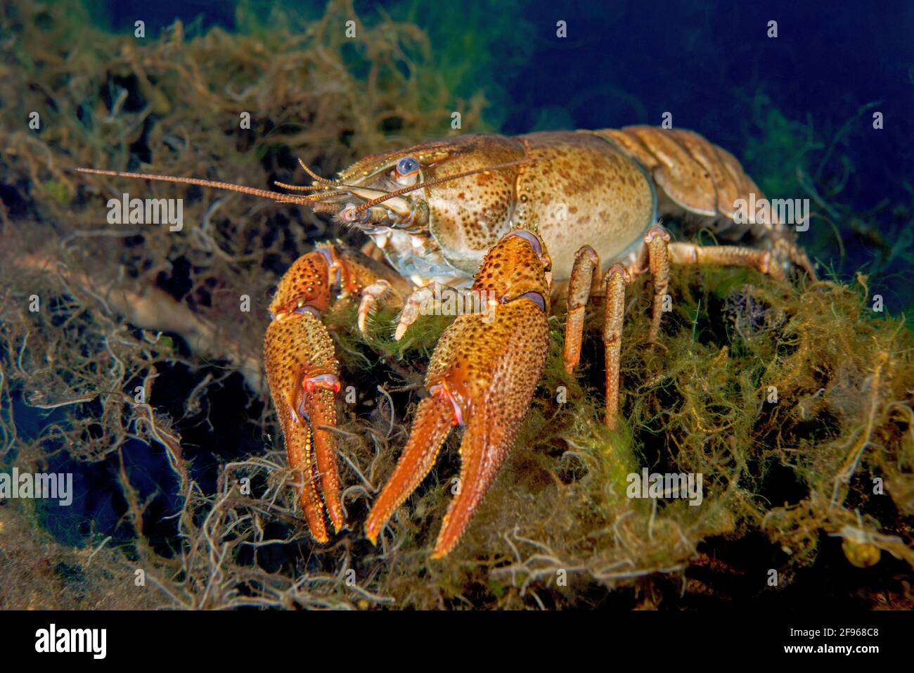 List of lake fish hi-res stock photography and images - Alamy