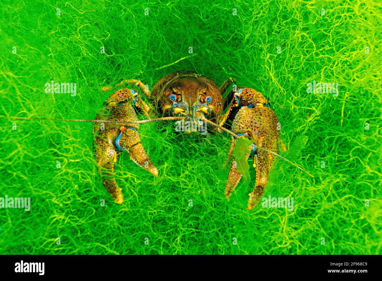 Extinct european fauna hi-res stock photography and images - Alamy