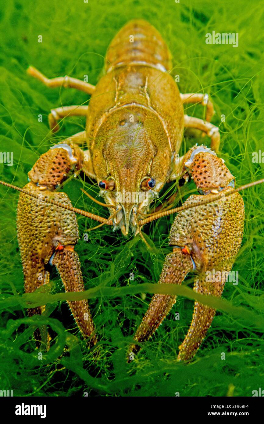 Crayfish habitat hi-res stock photography and images - Alamy