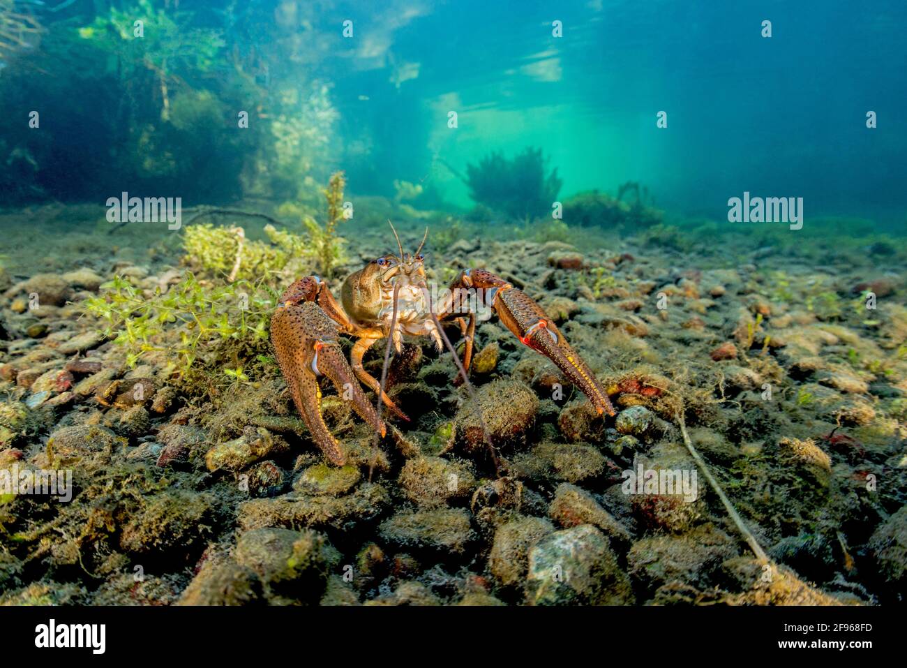 Crayfish habitat hi-res stock photography and images - Alamy