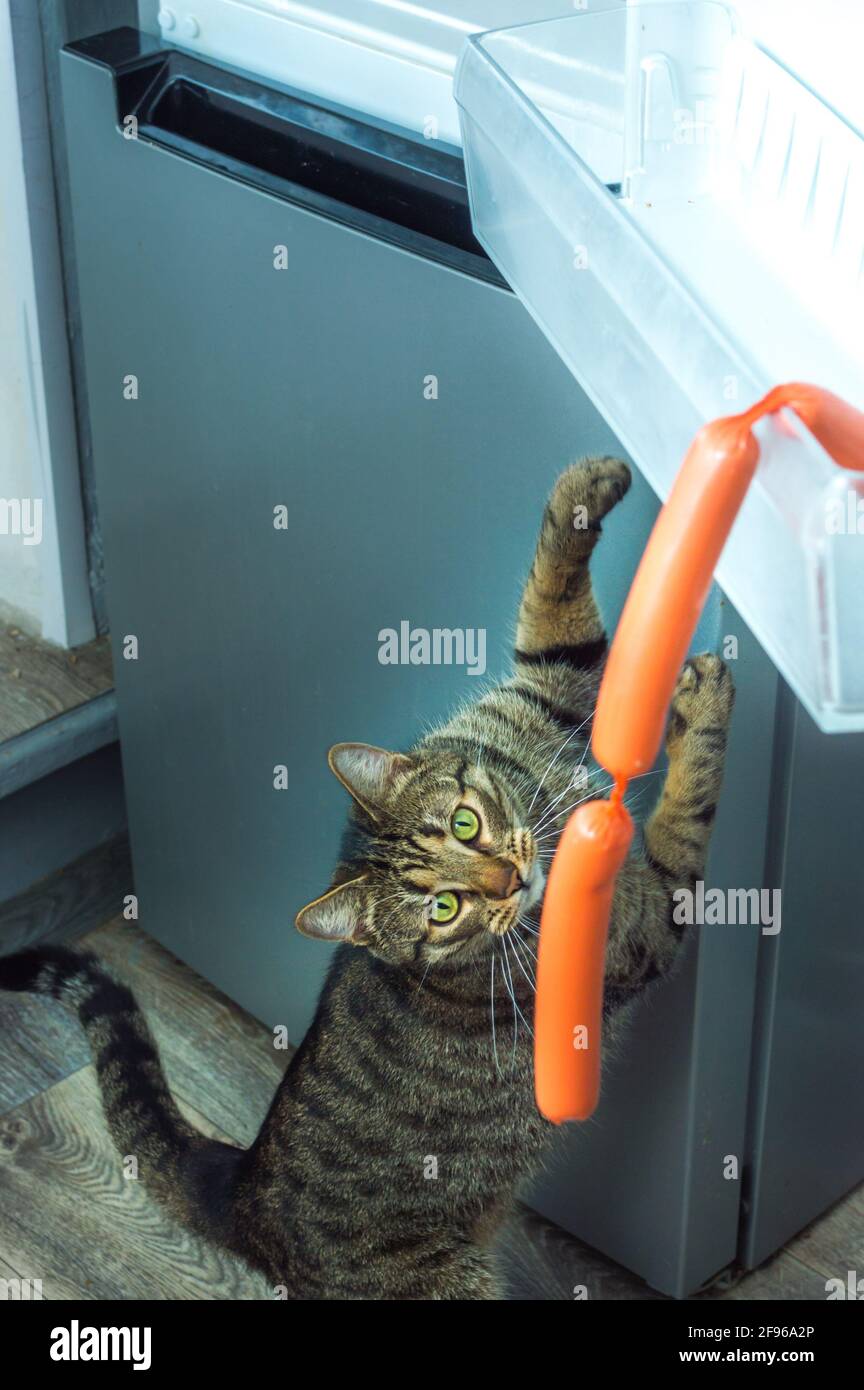 cat takes food out of the refrigerator. Cat food concept Stock Photo ...