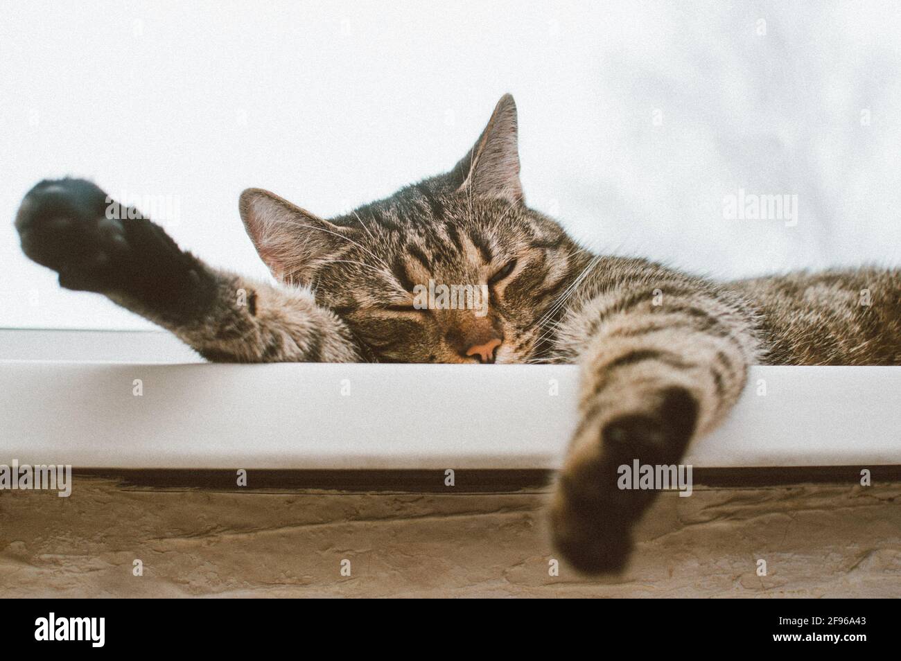 Portrait of a sleeping cat hi-res stock photography and images - Alamy