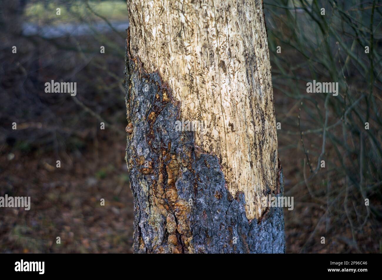 Elm bark beetle hi-res stock photography and images - Alamy