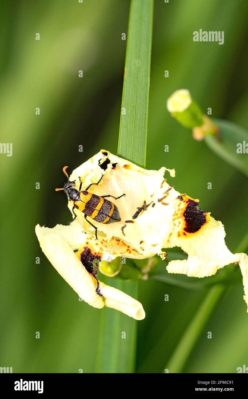 Blister beetle on a flower in Arusha, Tanzania Stock Photo - Alamy
