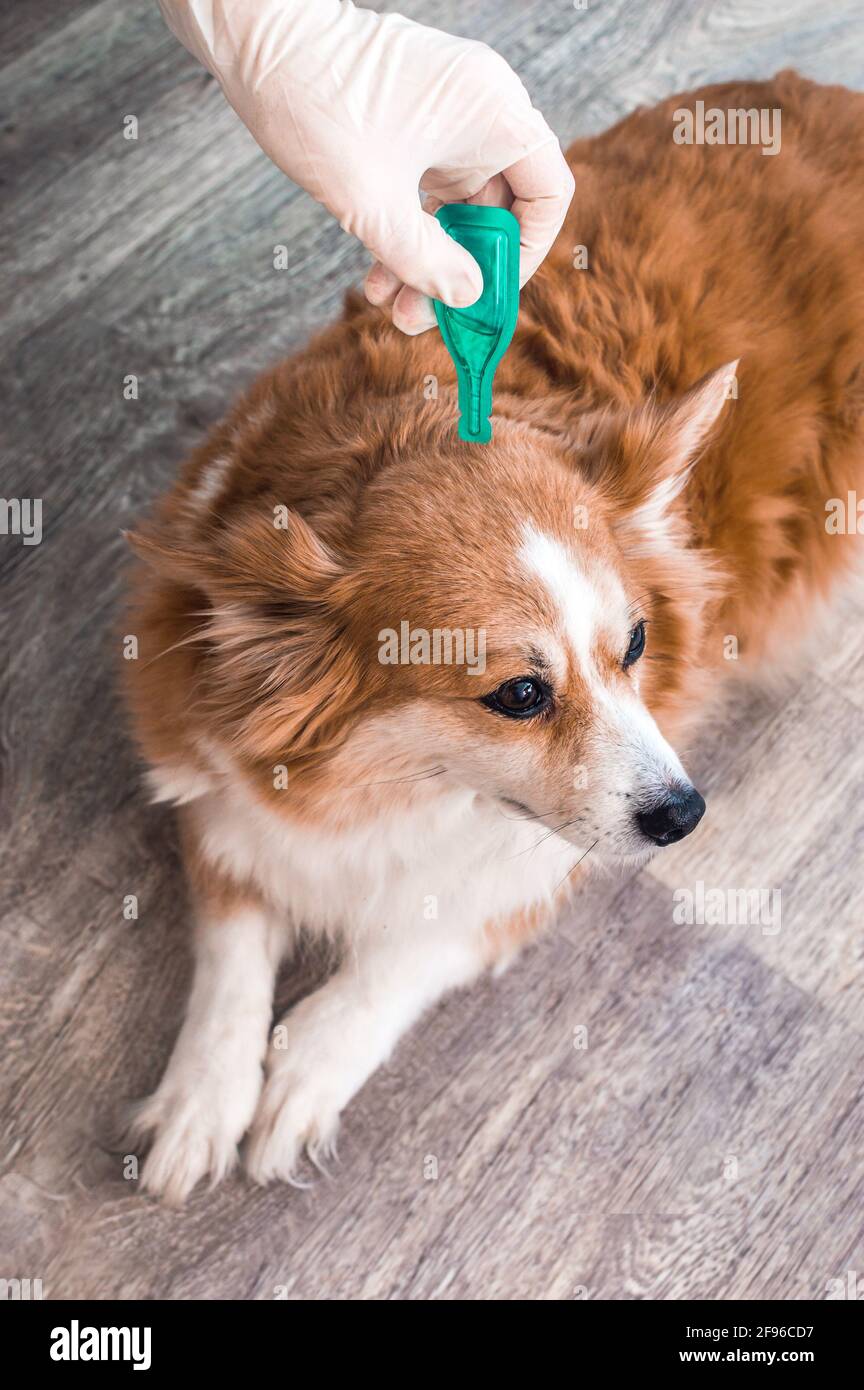 Applying flea treatment dog hi-res stock photography and images - Alamy