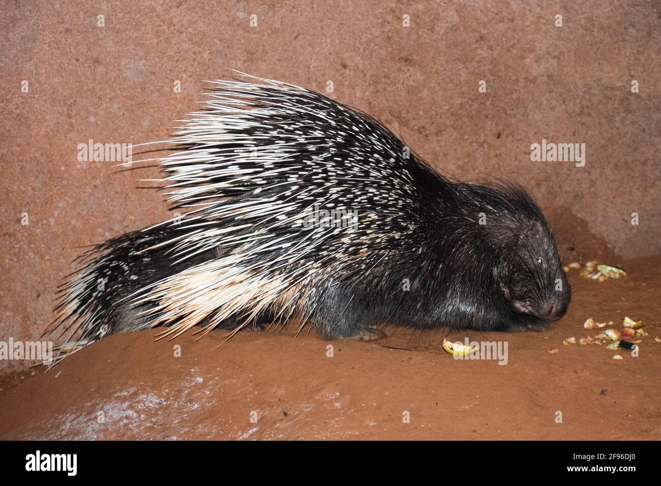 Closeup shot of a cute crested porcupine eating food in the zoo Stock ...