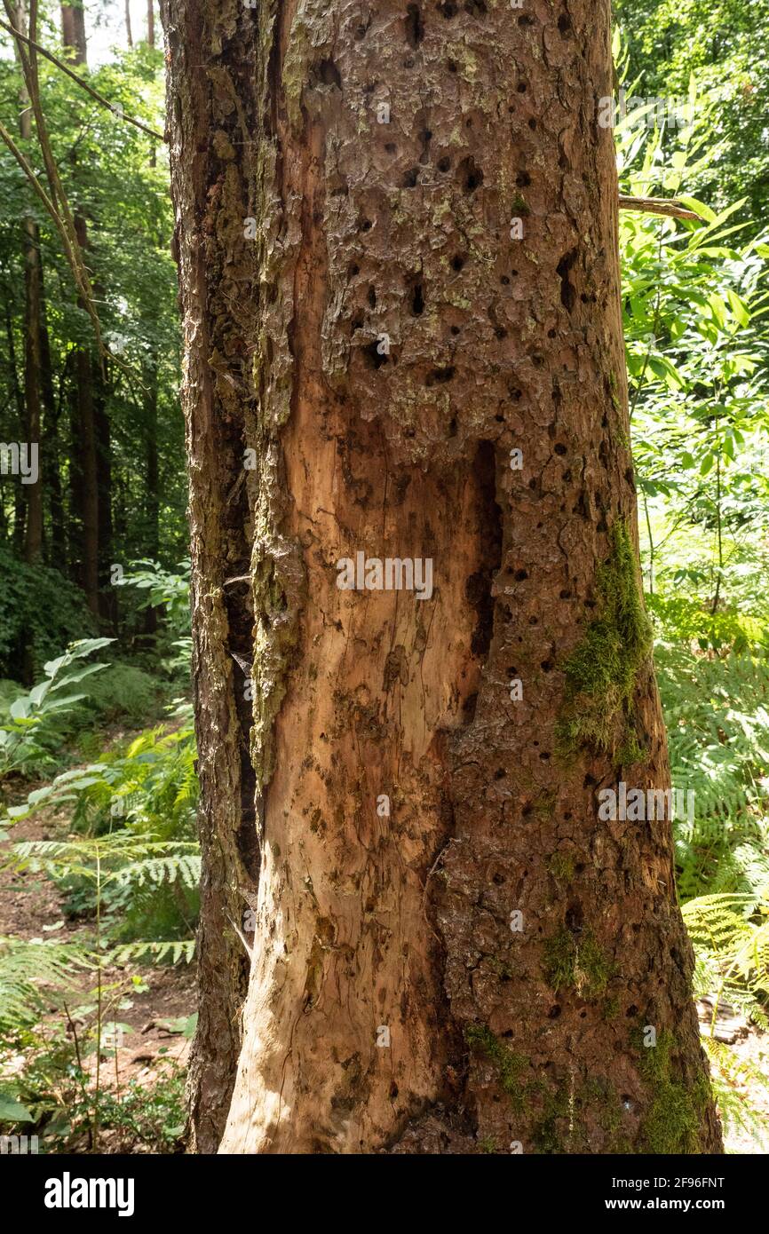 Bark beetle infestation on a tree, Mettlach, Saartal, Saarland, Germany ...