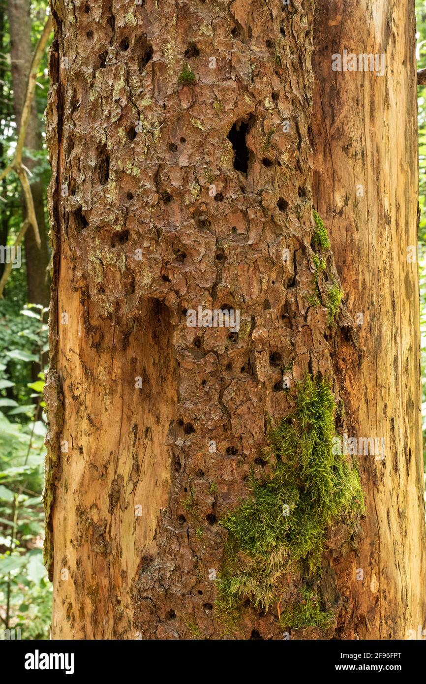 Bark beetle infestation on a tree, Mettlach, Saartal, Saarland, Germany ...