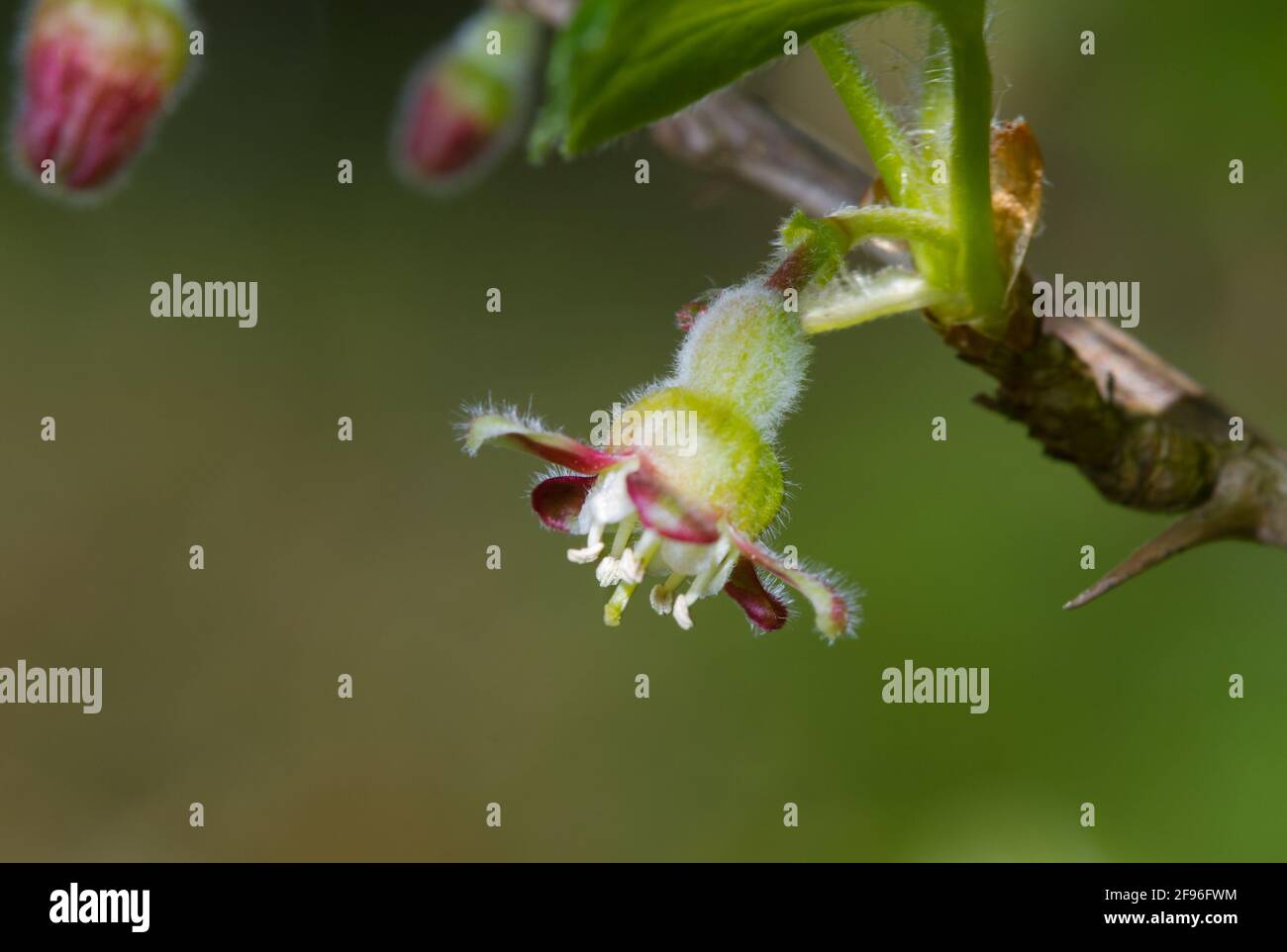 Closeup of the tiny flower of a Green Gooseberry Stock Photo - Alamy