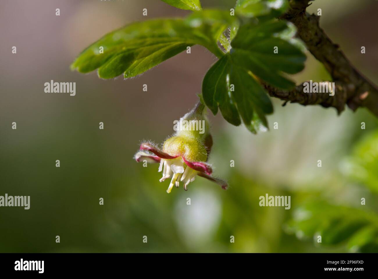Closeup of the tiny flower of a Green Gooseberry Stock Photo - Alamy
